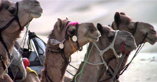 Meri Raato Ki Neende Uda De - मेरी रातों की नींदें उड़ा दे