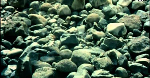 Phoolo Jaise Phoolo Phalo - फूलों जैसे फूलो फलो